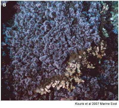 Skeptic Wonder: Sunday Protist -- Blue Mats of the deep sea ...