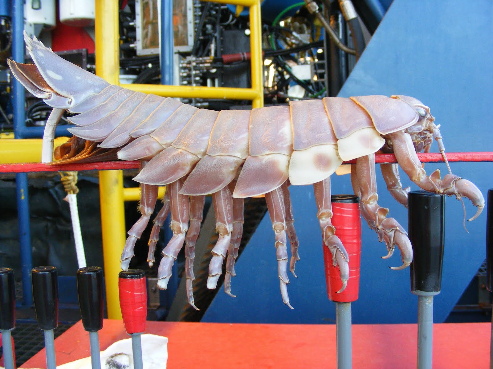 Skeptic Wonder: Do giant deep sea isopods have protist endosymbionts?