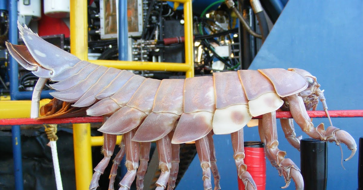 Skeptic Wonder: Do giant deep sea isopods have protist endosymbionts?