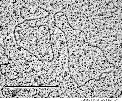 Skeptic Wonder: 10.2009