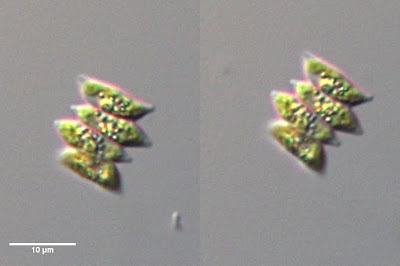 Skeptic Wonder: Sunday Protist - Scenedesmus: Of coenobia and cell cycles