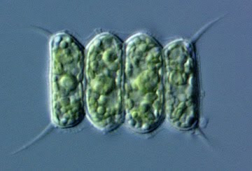 Skeptic Wonder: Sunday Protist - Scenedesmus: Of coenobia and cell cycles