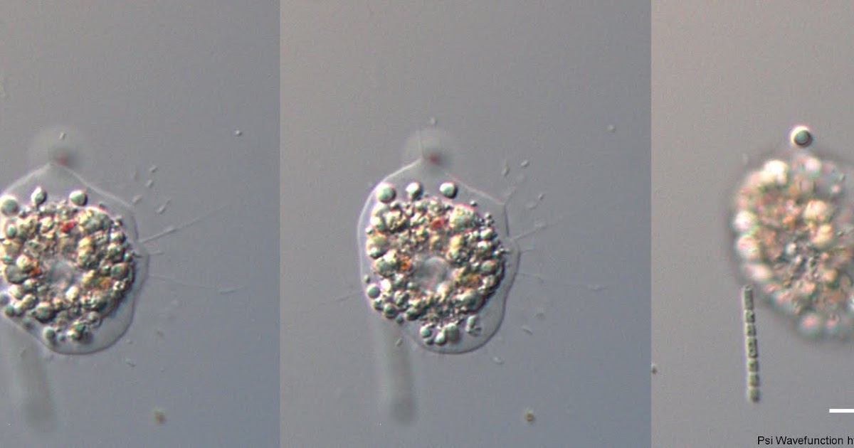 Skeptic Wonder: Sunday Protist - Nucleariids