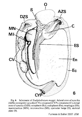 Skeptic Wonder: Sunday Protist - Litostomatea: rumen ciliates with ...
