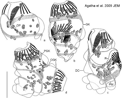 Skeptic Wonder: 2009