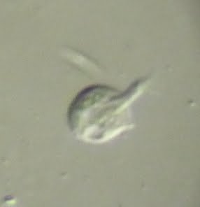 Skeptic Wonder: Adorable apusomonads