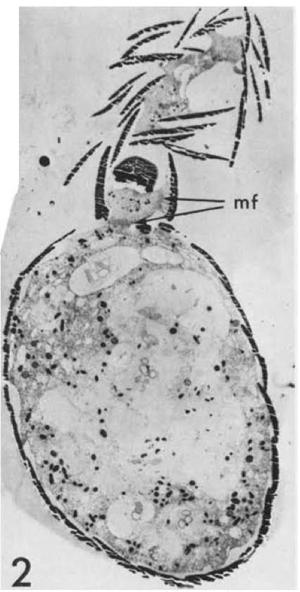 Skeptic Wonder: Mystery Micrograph #25