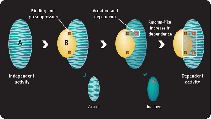 Skeptic Wonder: Irremediable Complexity – Science piece