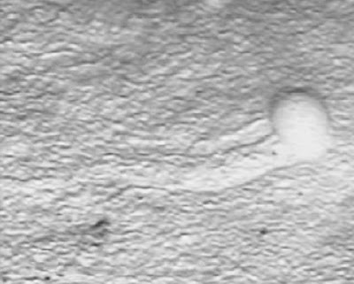 World Of Technology: Giant Protists