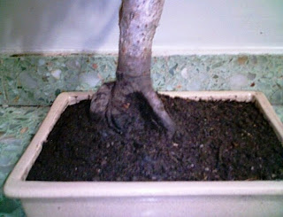 Bonsais Alejandro Manno : Bonsai Populus Alba (Alamo)