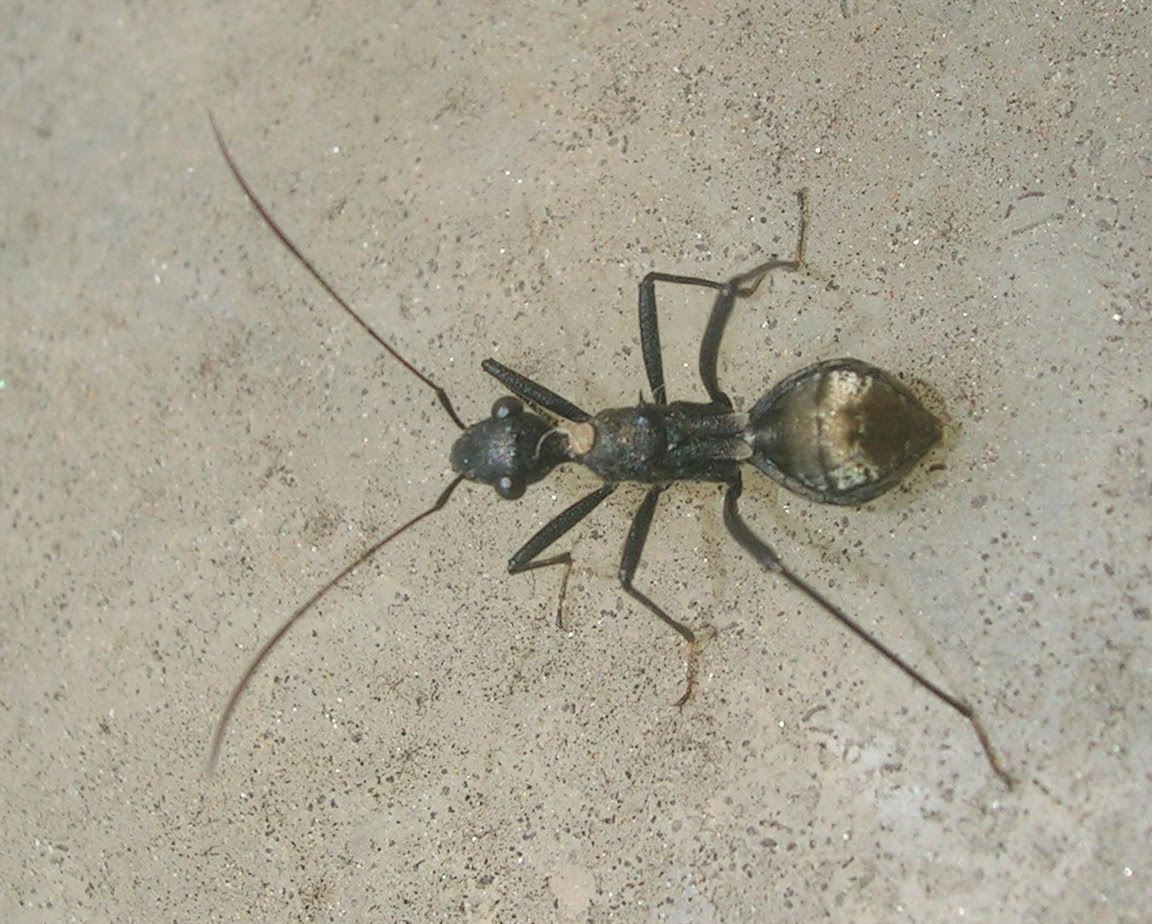 Catching Flies: Why look like an ant?