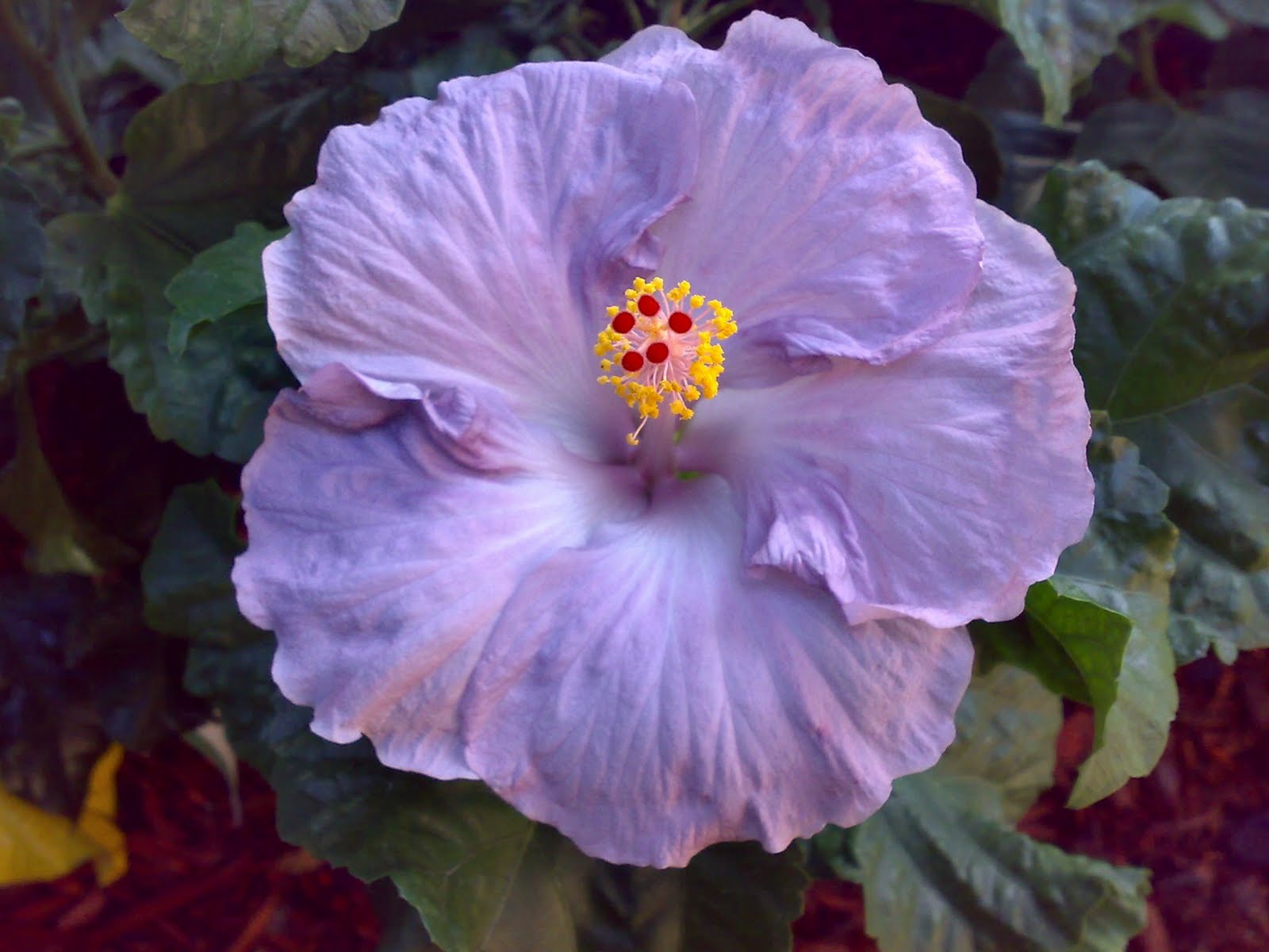 Exotic Hibiscus: P's Purple