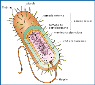 Aos Estudantes...: Células Eucariontes e Procariontes