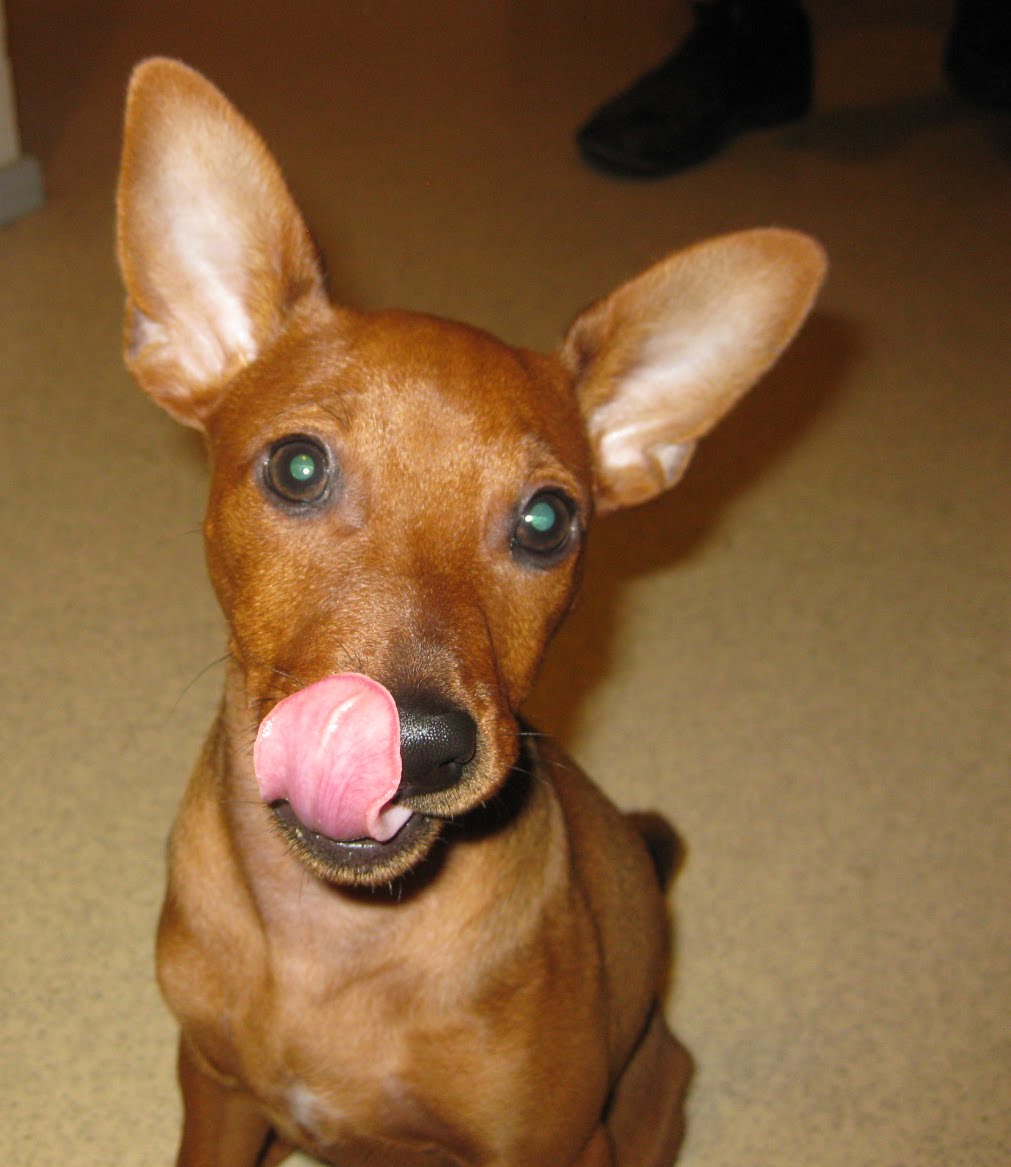 It's About Amoena : Mandibular canine tooth linguoversion in pictures