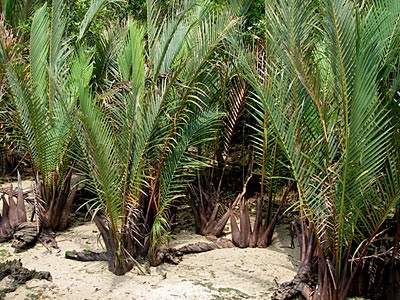 Informasi Ku Informasi Mu: Pohon Nipah