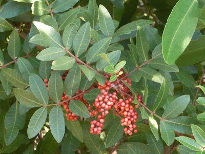 Tree Identification: Schinus terebinthifolius - Brazilian Pepper Tree