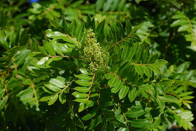Tree Identification: Schinus terebinthifolius - Brazilian Pepper Tree