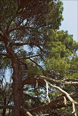 Tree Identification: Pinus halepensis - Aleppo Pine