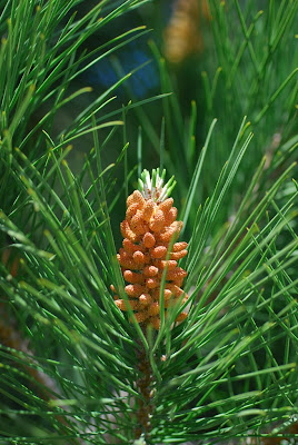 Tree Identification: Pinus pinea - Italian Stone Pine