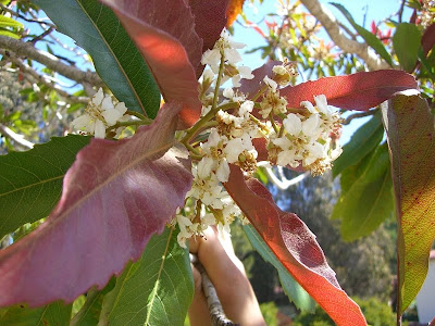 Tree Identification: Eriobotrya deflexa - Bronze Loquat