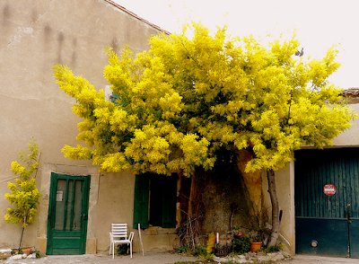Tree Identification: Acacia dealbata - Silver Wattle