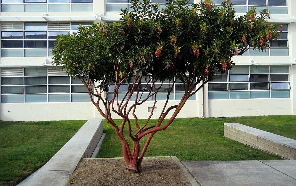 Tree Identification: Arbutus 'Marina - Hybrid Strawberry Tree