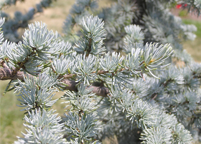 Tree Identification: Cedrus atlantica 'Glauca' - Blue Atlas Cedar