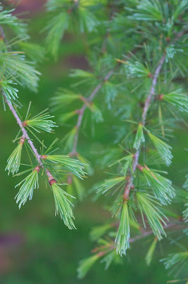 Tree Identification: Cedrus deodara - Deodar Cedar
