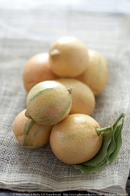 Tree Identification: Citrus limon - Lemon and cv. 'Pink Lemonade'