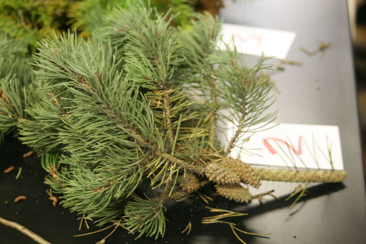 Tree Identification: Pinus contorta contorta - Shore Pine