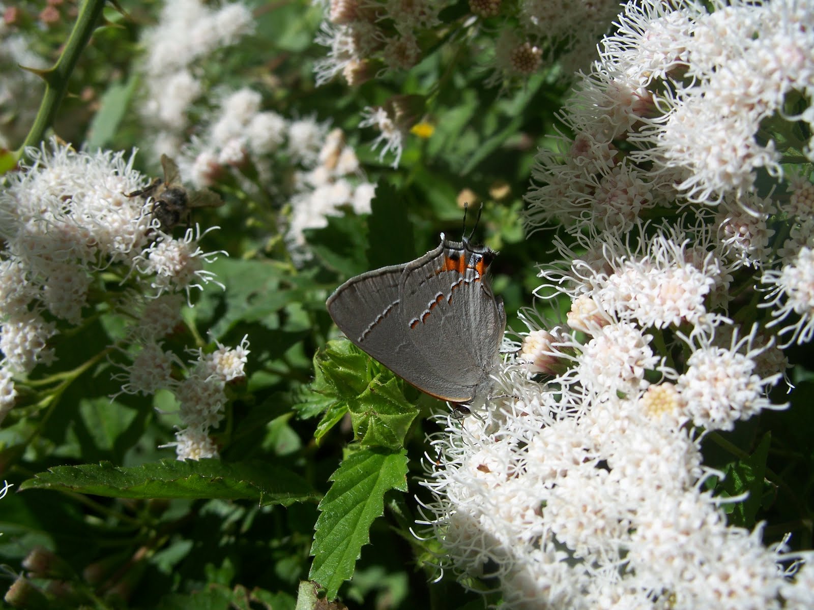 Garden Gnome's Texas Gardening Blog: Plants that Rule: White Mistflower