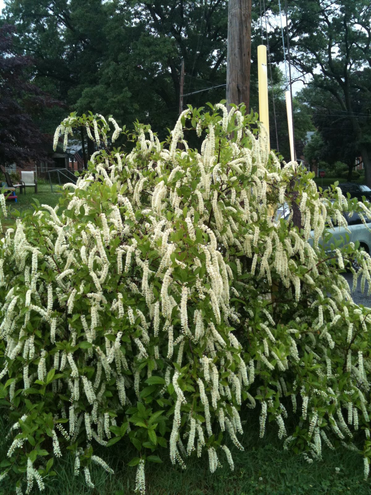 Where You Are Planted: What's in Bloom: VA Sweetspire aka Sideshow Bob