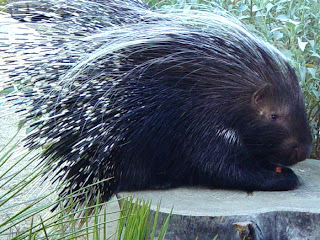 Jeysblog: Porcupines