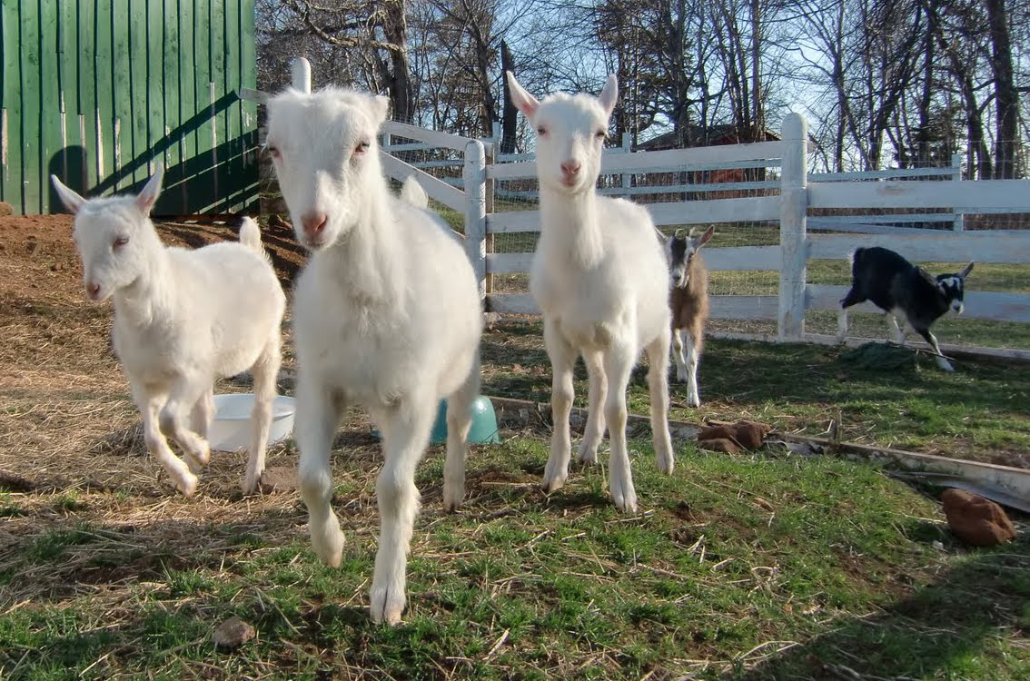 Runman: The Great Canadian Goat Run is this Saturday, November 13th