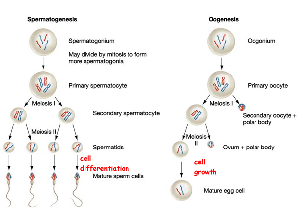 Gametogenesis: Gametogénesis