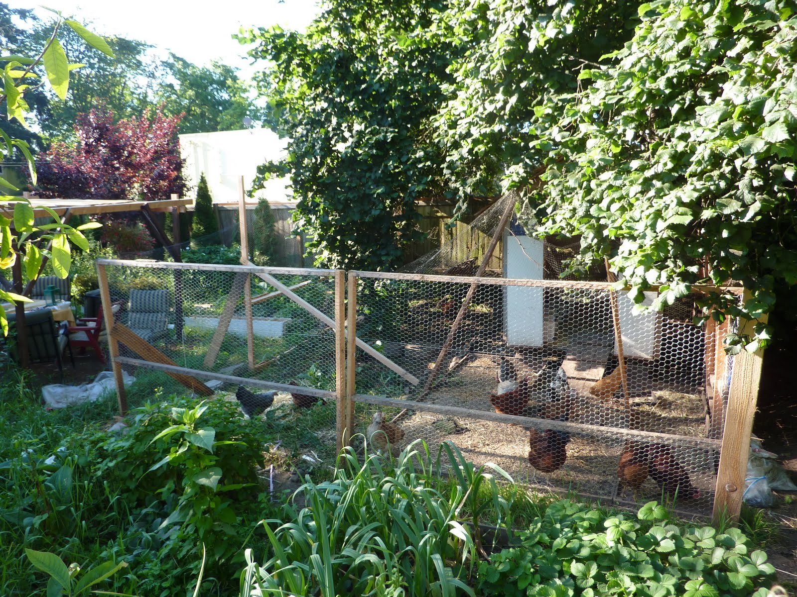 Life is good.: Pen expansion and chicky photos!