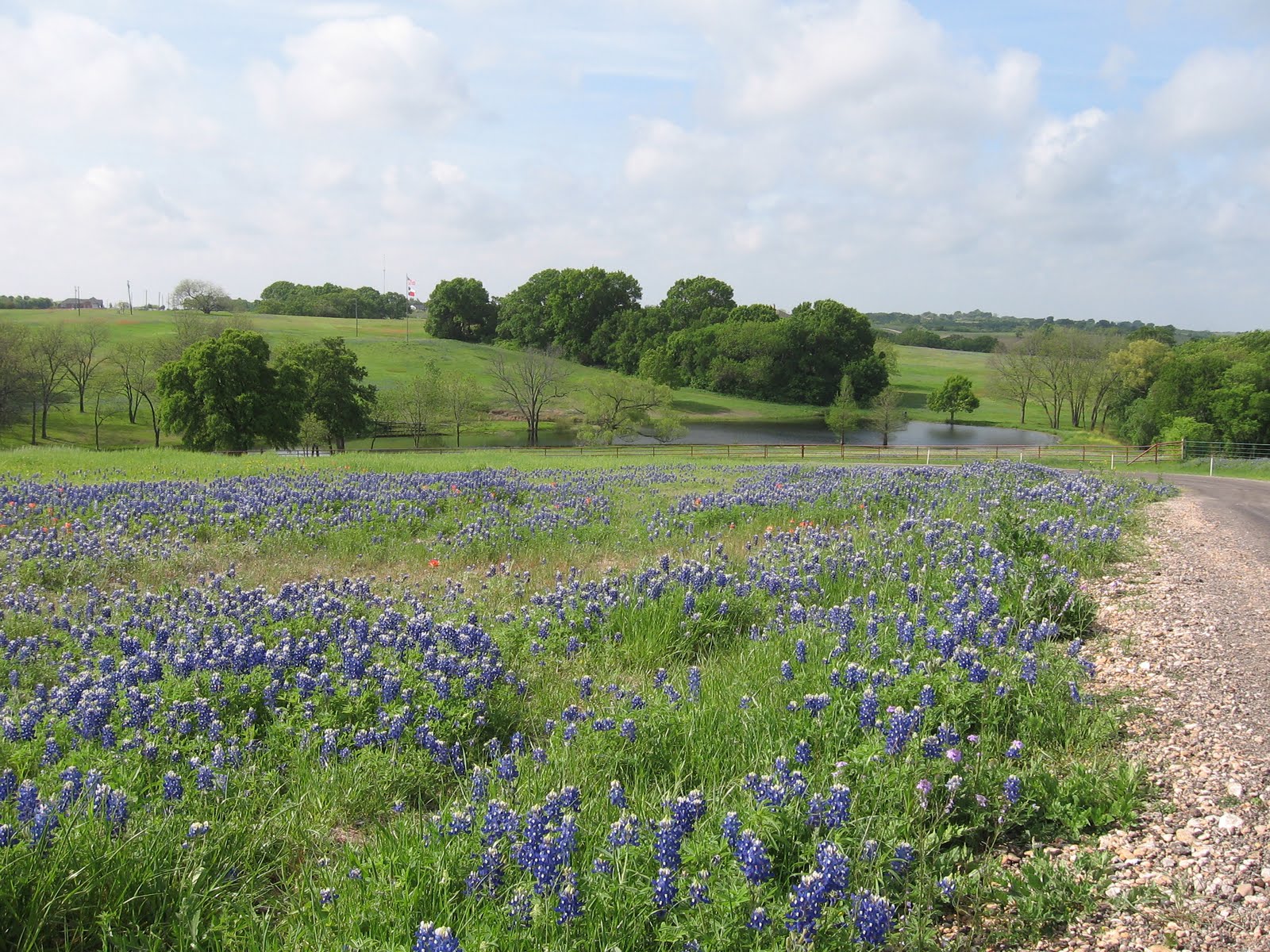 On The Bluebonnet Trail In Ennis, Texas with Gary: Bluebonnets Are Here!