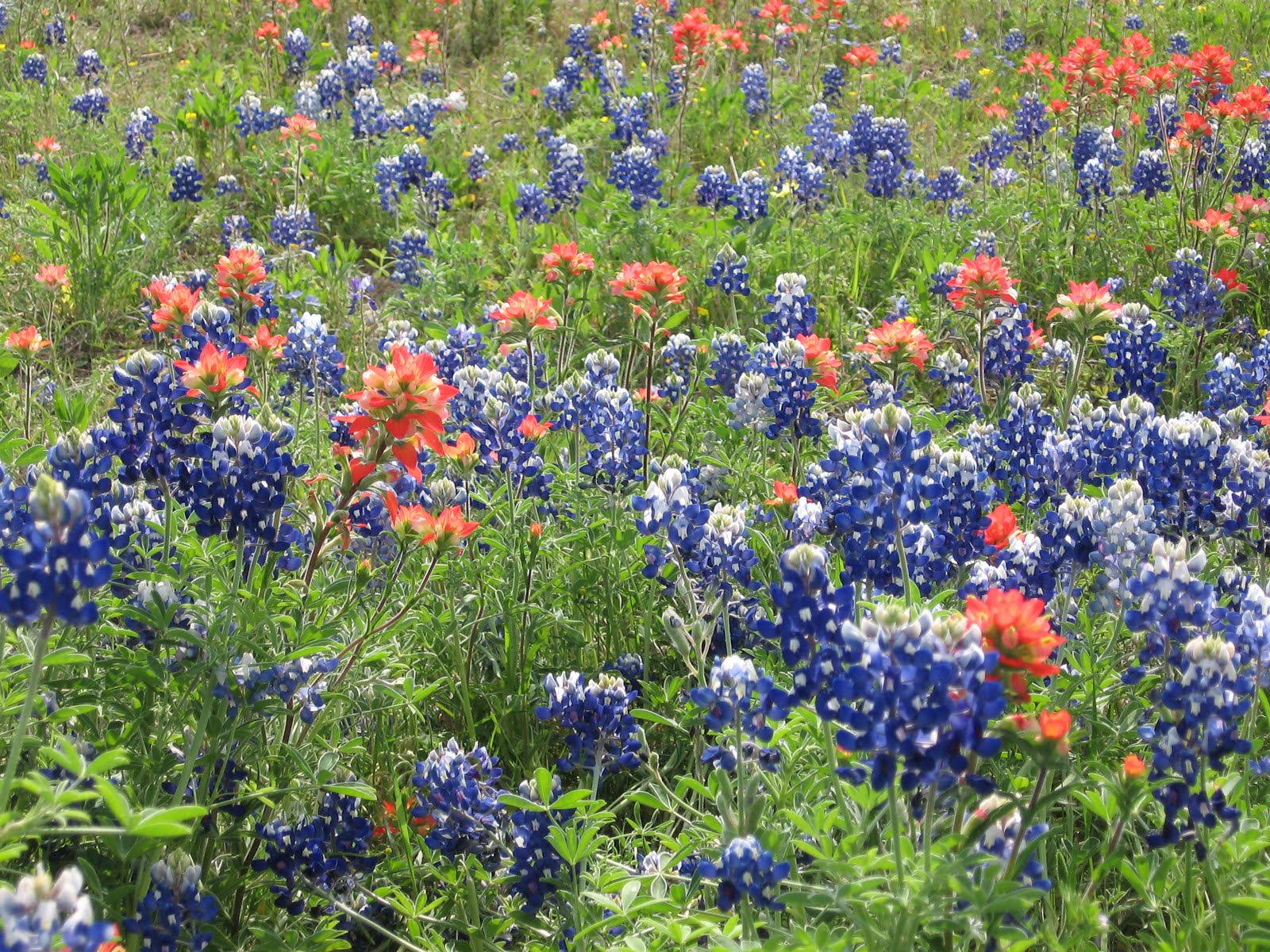 On The Bluebonnet Trail In Ennis, Texas with Gary: Bluebonnets Are Here!