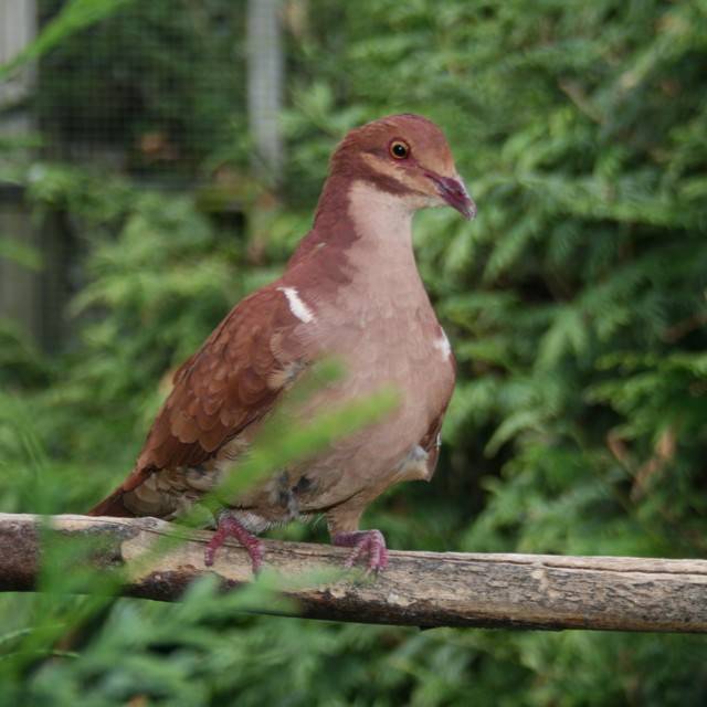 Passion des colombes et tourterelles exotiques: COLOMBIDES EXOTIQUES ...