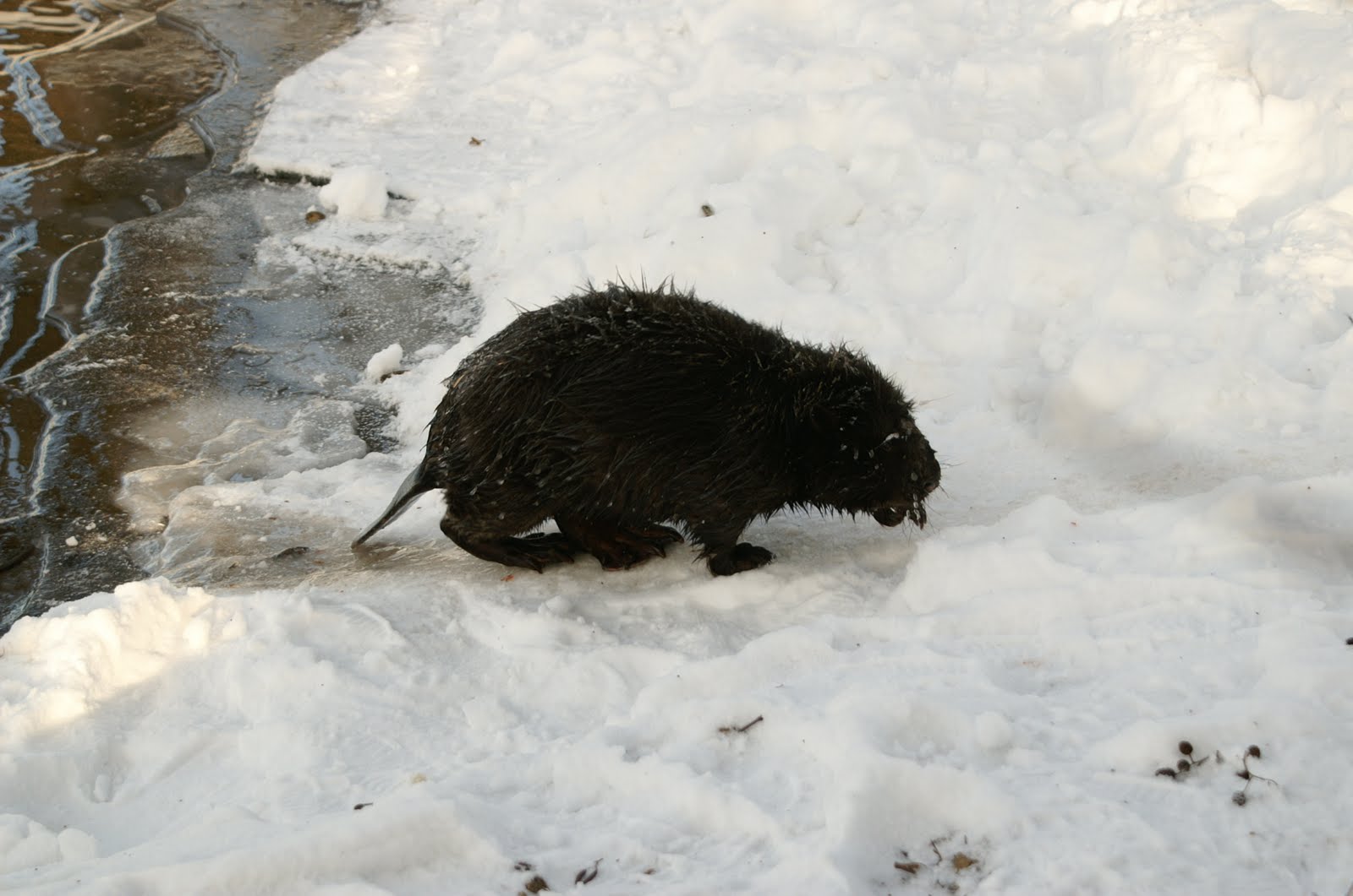 Odchudzanie na Kaszubach: Bobry na Kaszubach