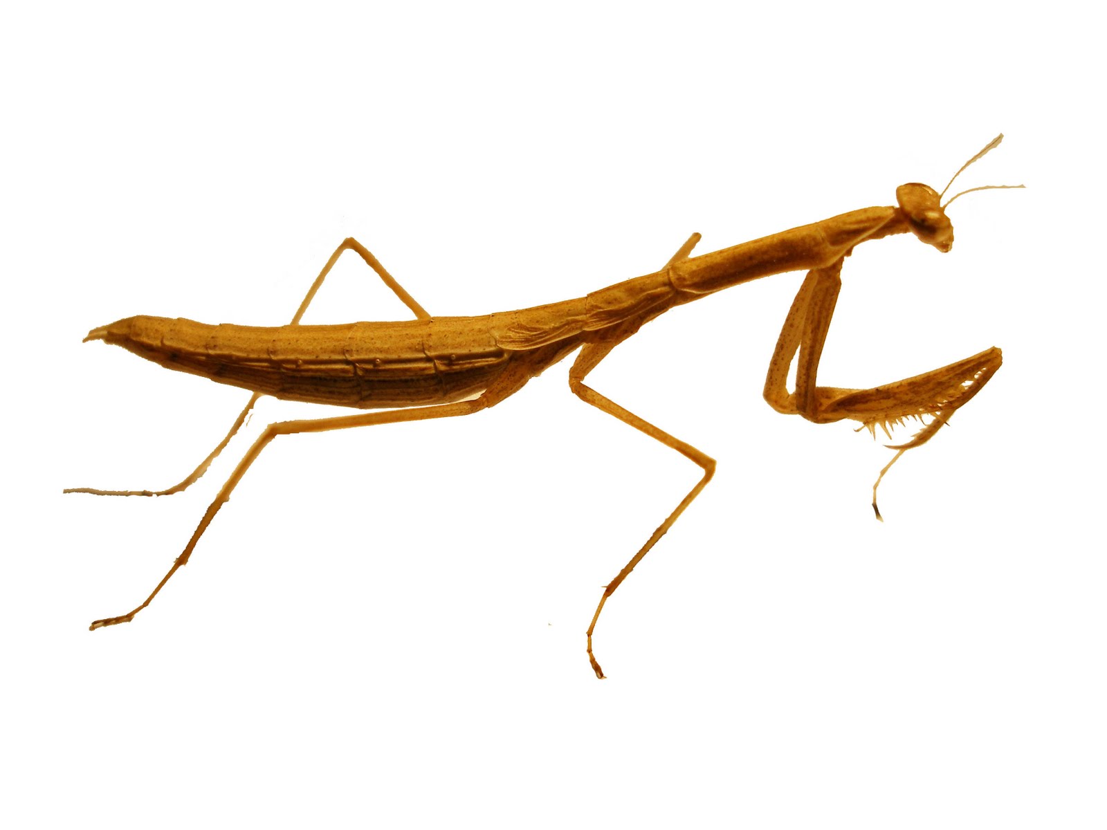 Entopcastillo: Hembra de Musonia margarethae