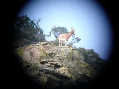 On the Road..........Again: Persian Ibex in New Mexico