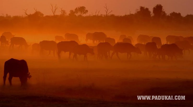 Win Min: Animal Photography, Beautiful Animals Photography, Wild ...