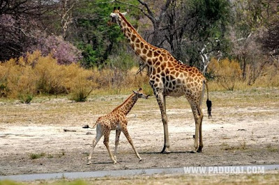 Win Min: Animal Photography, Beautiful Animals Photography, Wild ...