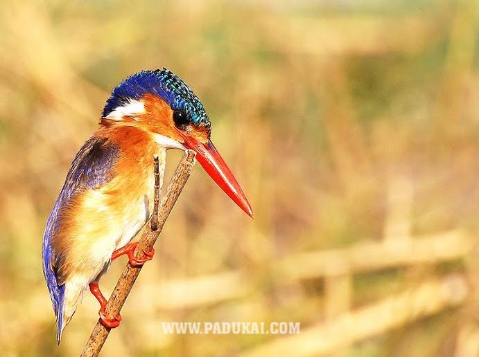 Win Min: Animal Photography, Beautiful Animals Photography, Wild ...