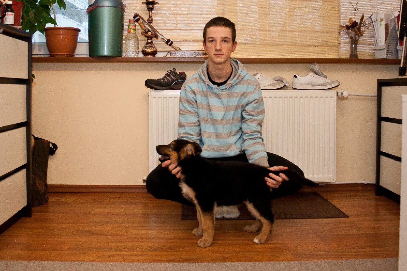 Ciobanesc german-Sara