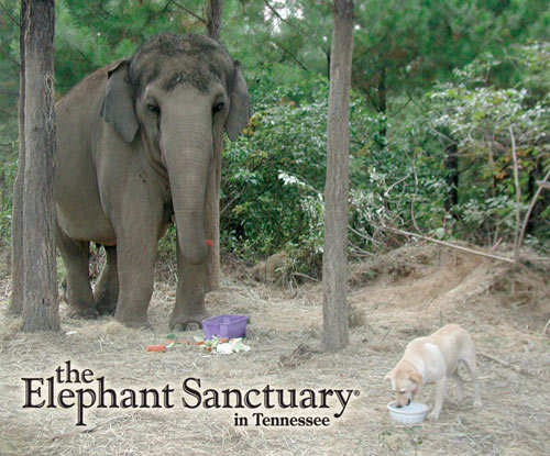 NURTURING NEWS from INSPIRATION LINE: AN ELEPHANT NEVER FORGETS — HER ...