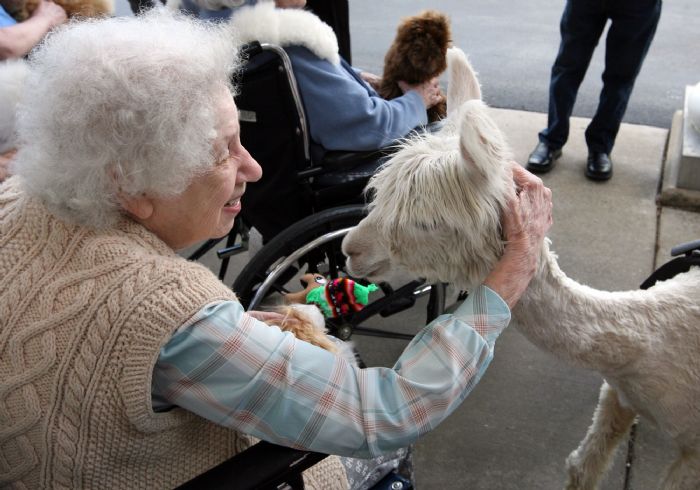 NURTURING NEWS from INSPIRATION LINE: PARALYZED ALPACA'S A CHARMER