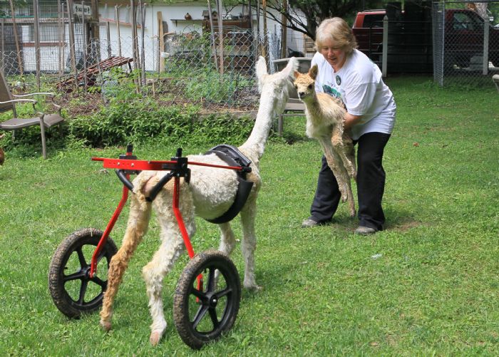 NURTURING NEWS from INSPIRATION LINE: PARALYZED ALPACA'S A CHARMER