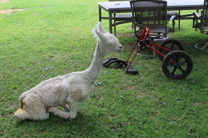 NURTURING NEWS from INSPIRATION LINE: PARALYZED ALPACA'S A CHARMER